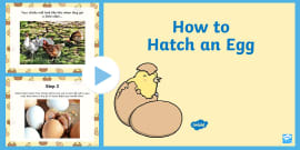The Life Cycle of a Chicken for Kids Video PPT - Twinkl