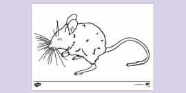 King Brown Snake for Drawing Page Colouring Sheet Colouring | Colouring ...