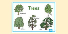 FREE! - Tree Poster for KS2 | Nature | Display Poster | Twinkl