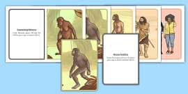 Human Evolution Display Poster