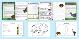 New Zealand Birds of Prey Reading Comprehension - Twinkl