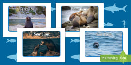 KS1 Sea Lion Fact File