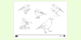 Spring Bird Colouring Pages