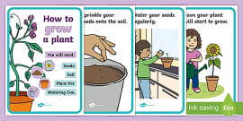 Plant Poster Ideas | Parts of a Plant | Primary Resources