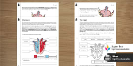 Pulse Rates Worksheet