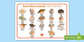 Australia Day Scene Word Mat (teacher made) - Twinkl