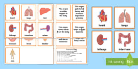 FREE! - Human Organ Matching and Labelling Activity