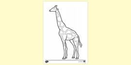 Safari Colouring Sheets (teacher made)