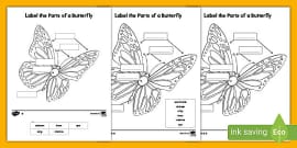 Insect Body Parts | Fill in the Blanks Worksheet - Twinkl