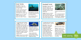 All About Sea Turtles Emergent Reader | Twinkl
