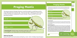 FREE! - Page Corner Praying Mantis Bookmark Craft - Twinkl