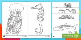 Beautiful Ocean Pictures with Animals - Cut-Outs - Twinkl