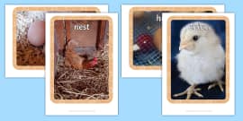 Life Cycle of a Hen Display Posters (teacher made)