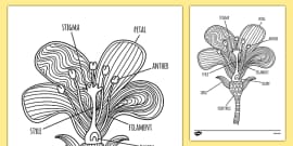 KS3 Parts of a Flower: Function Worksheet