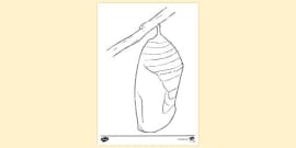 FREE! - Monarch Chrysalis Colouring Sheet | Colouring Sheets
