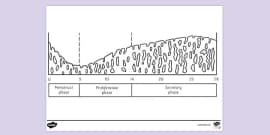 Menstrual Cycle Hormones Sequencing Cards (teacher made)