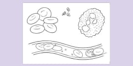 Y6 Types of Blood Cells Game (teacher made)