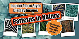 Maths - Geometric Patterns - Worksheet: Patterns in Nature
