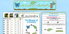 Minibeasts Life Cycle of a Butterfly Worksheets - Twinkl