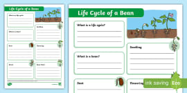 Life Cycle of Bees Fact File Template (Teacher-Made)