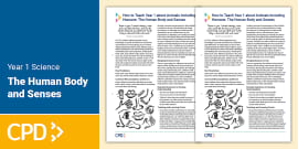 How to Teach Year 1 About The Human Body & Senses Video CPD