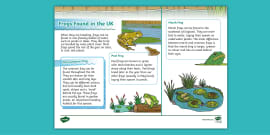 Frogs Fact File - Amphibians (teacher made) - Twinkl