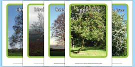 Deciduous and Evergreen Trees Differentiated Teaching Pack