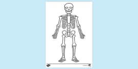 Skeleton Diagram | Blank Skeleton Worksheet (Teacher-Made)
