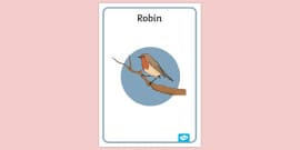 Robin Life Cycle Growth Display Posters (teacher made)