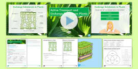Structure of a Leaf Worksheet (teacher made) - Twinkl