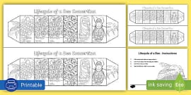 Bee Life Cycle Visual Aid | Spin Wheel | Twinkl Biology