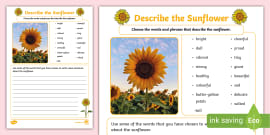 Sunflower Plant Life Cycle Sentence Writing Worksheet / Worksheet