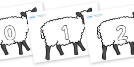 Numbers 0-31 on Sheep (teacher made) - Twinkl