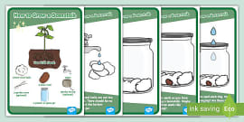 How to Grow a Bean Display Posters (professor feito)