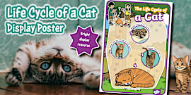 Life Cycle of a Cat Worksheet - Twinkl Science