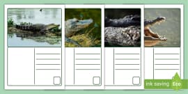 What is an Alligator? - Answered - Twinkl Teaching Wiki