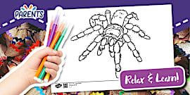 How to Draw a Tarantula | Drawing | Art | Spiders | Twinkl