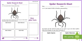 Spider Web Art Activity (teacher made) - Twinkl