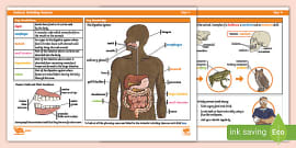 Digestive System Worksheet Cut-Outs | Science Resources