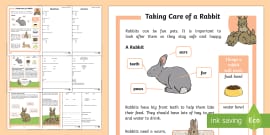 Rabbit! Rabbit! Worksheet / Worksheet - july amazing fact, KS1, pets