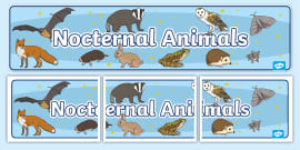 Nocturnal Animals Posters | Primary Resources (teacher made)