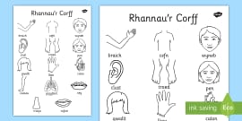 Rhannau'r Corff Labelling Activity Welsh (teacher made)