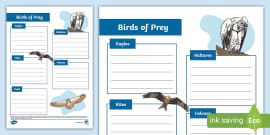 Birds of Prey Quiz (teacher made) - Twinkl