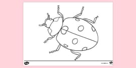 Life Cycle of a Ladybug Cut and Paste Activity - Twinkl