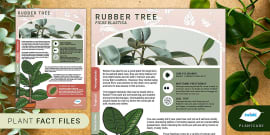 Loquat Tree Fact File (Hecho por educadores) - Twinkl