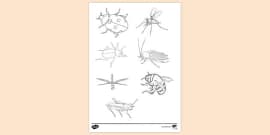 Minibeast Colouring Sheets - Childrens Colouring Pictures