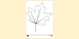 Maple Tree Colouring Sheet | Primary Colouring Pages | KS1