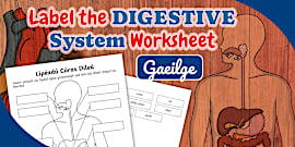 The Digestive System Mind Map