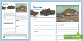 Heron Fact File Template (teacher made) - Twinkl