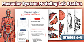 Build the Musculoskeletal System Hands-On Activity for 3rd-5th Grade